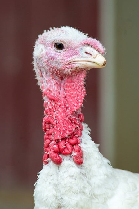 Adopt a Turkey - Farm Sanctuary