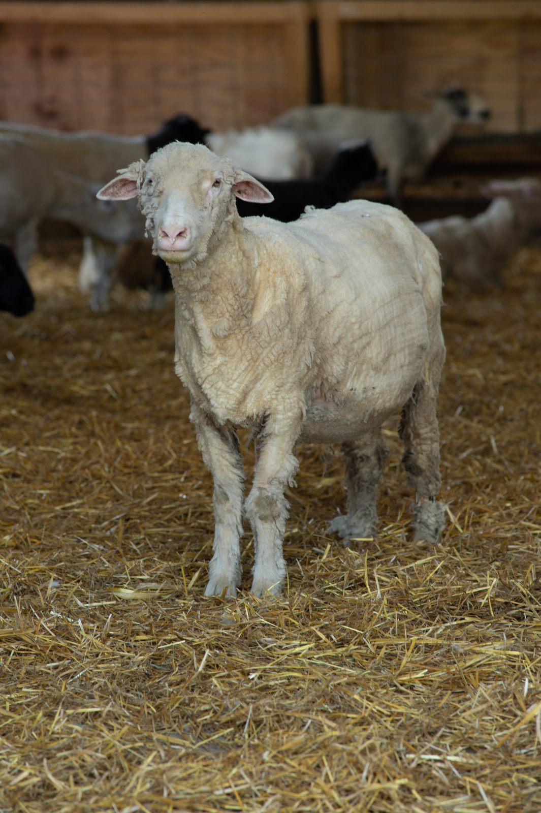 Sheep Shearing Before And After Sheep Shearing Before And After