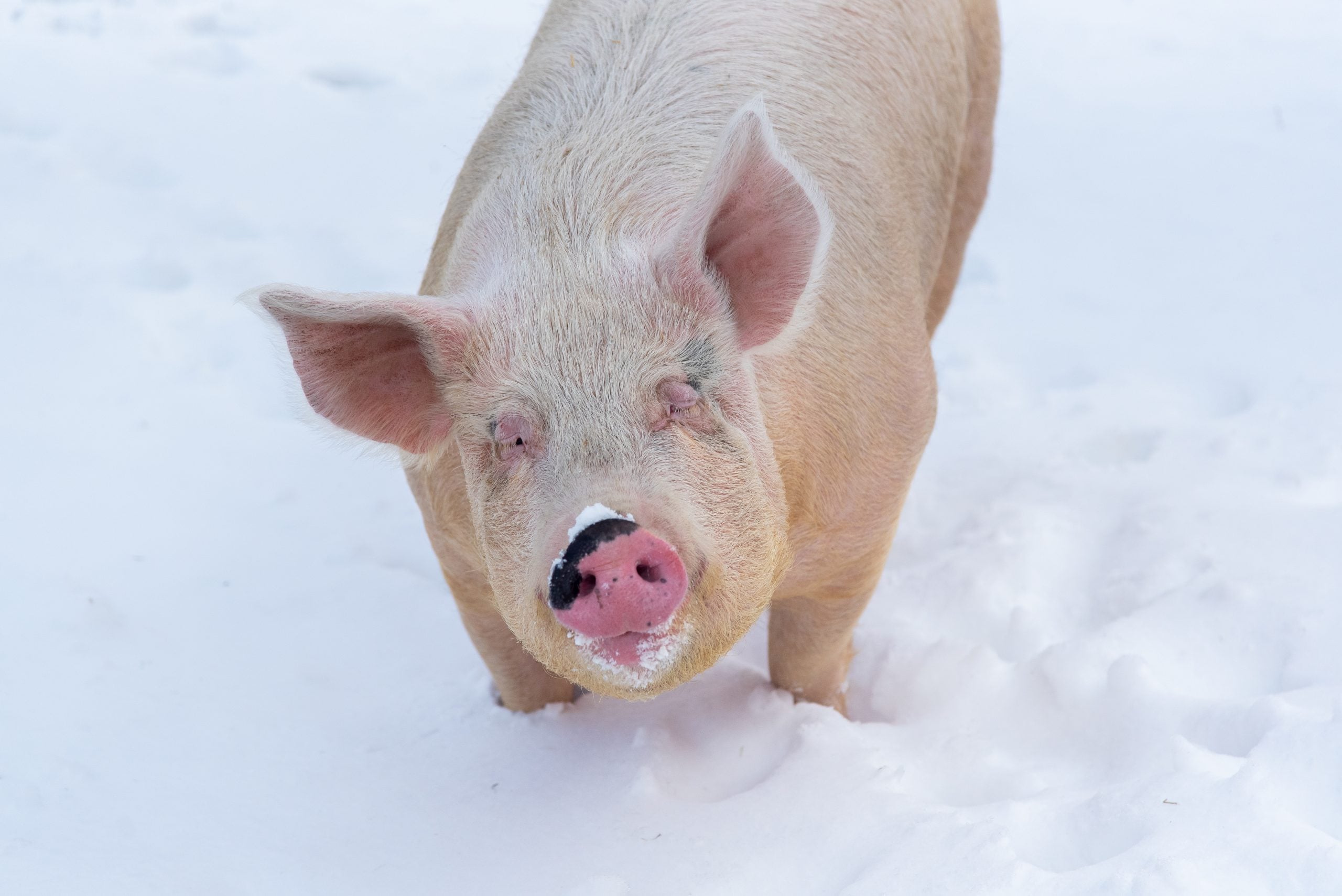 Jenny Pig: Abandoned in a Pet Crate, Now Part of a Family - Farm Sanctuary