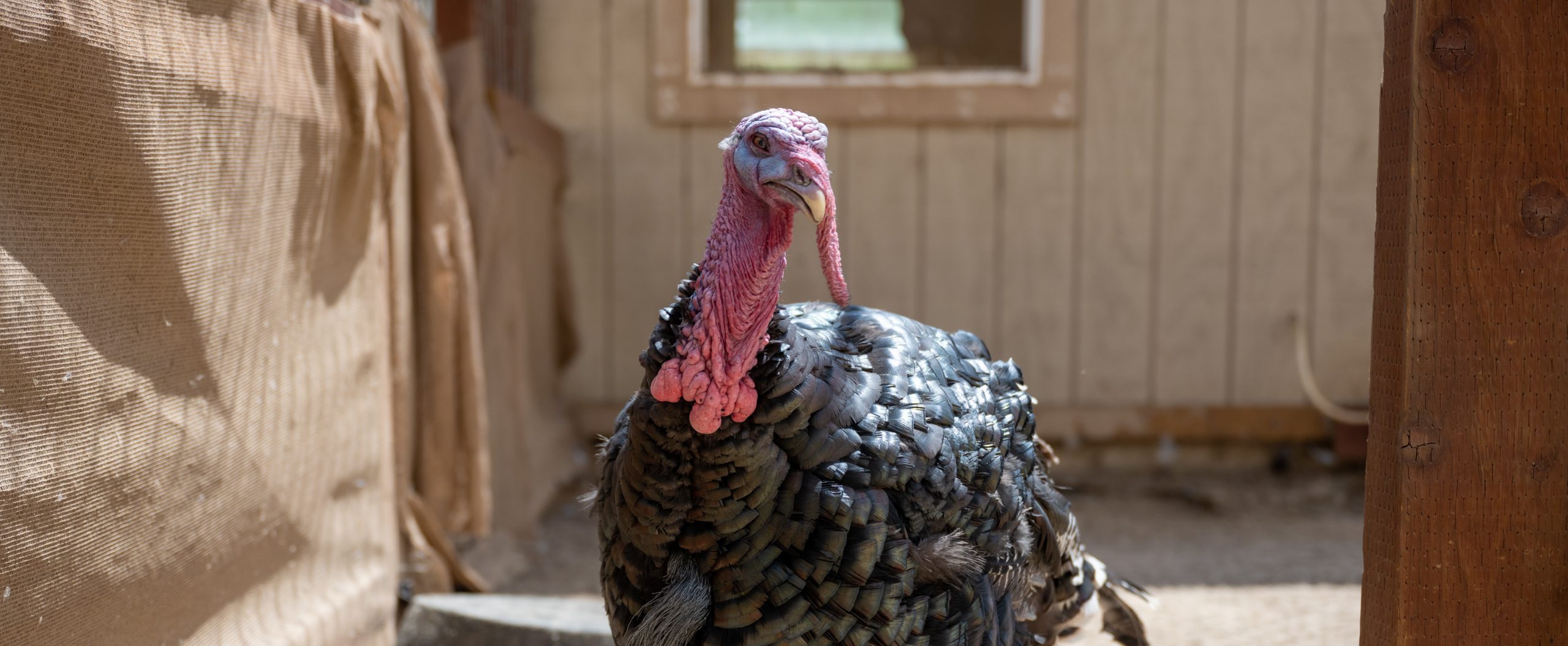 Treating Turkeys as Friends: A Q&A With FAAN Member J.P. - Farm Sanctuary