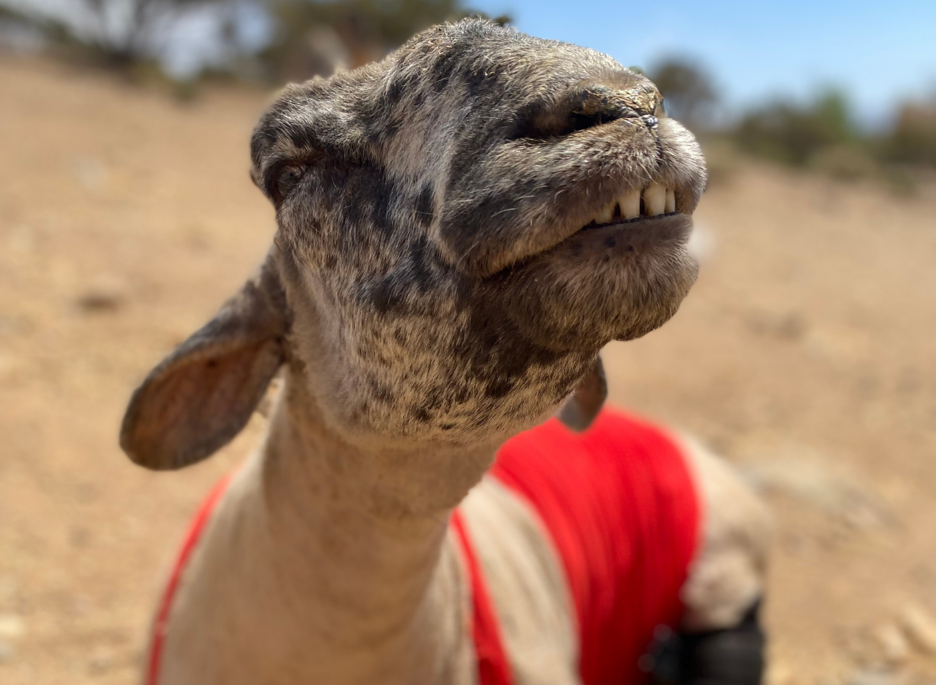 Adopt a Farm Animal: Regina - Farm Sanctuary