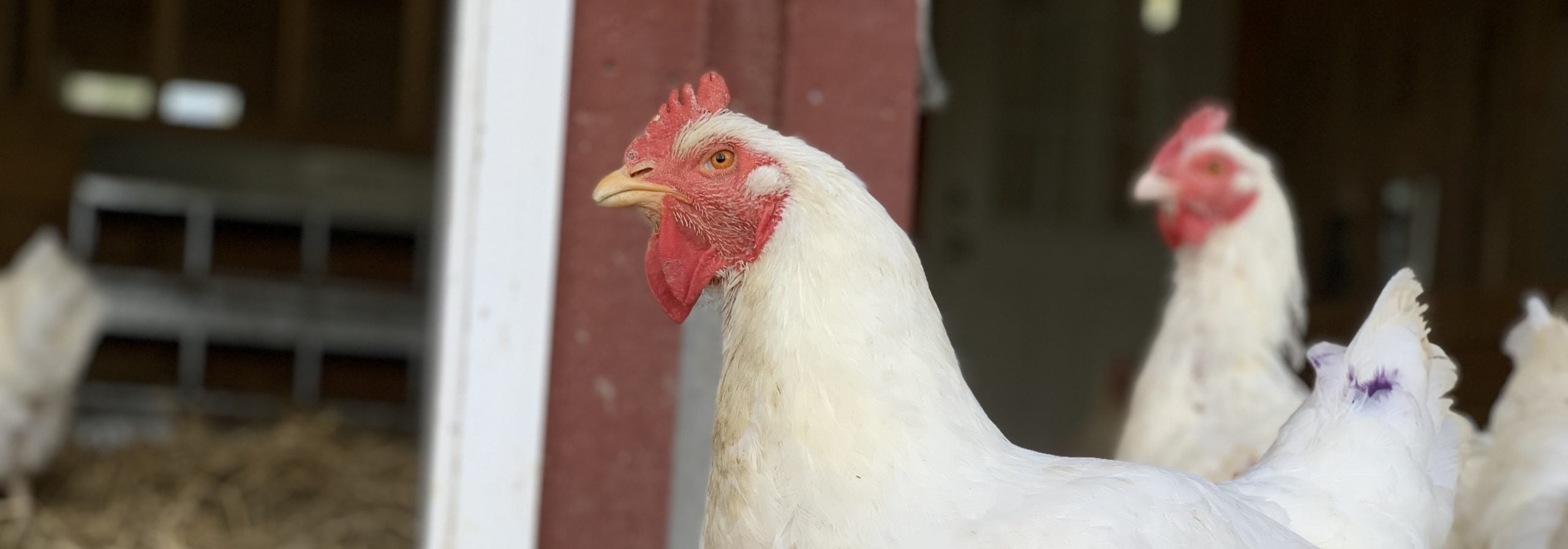 Chickens Rescued from Tornado Wreckage Find Safety at Farm Sanctuary ...