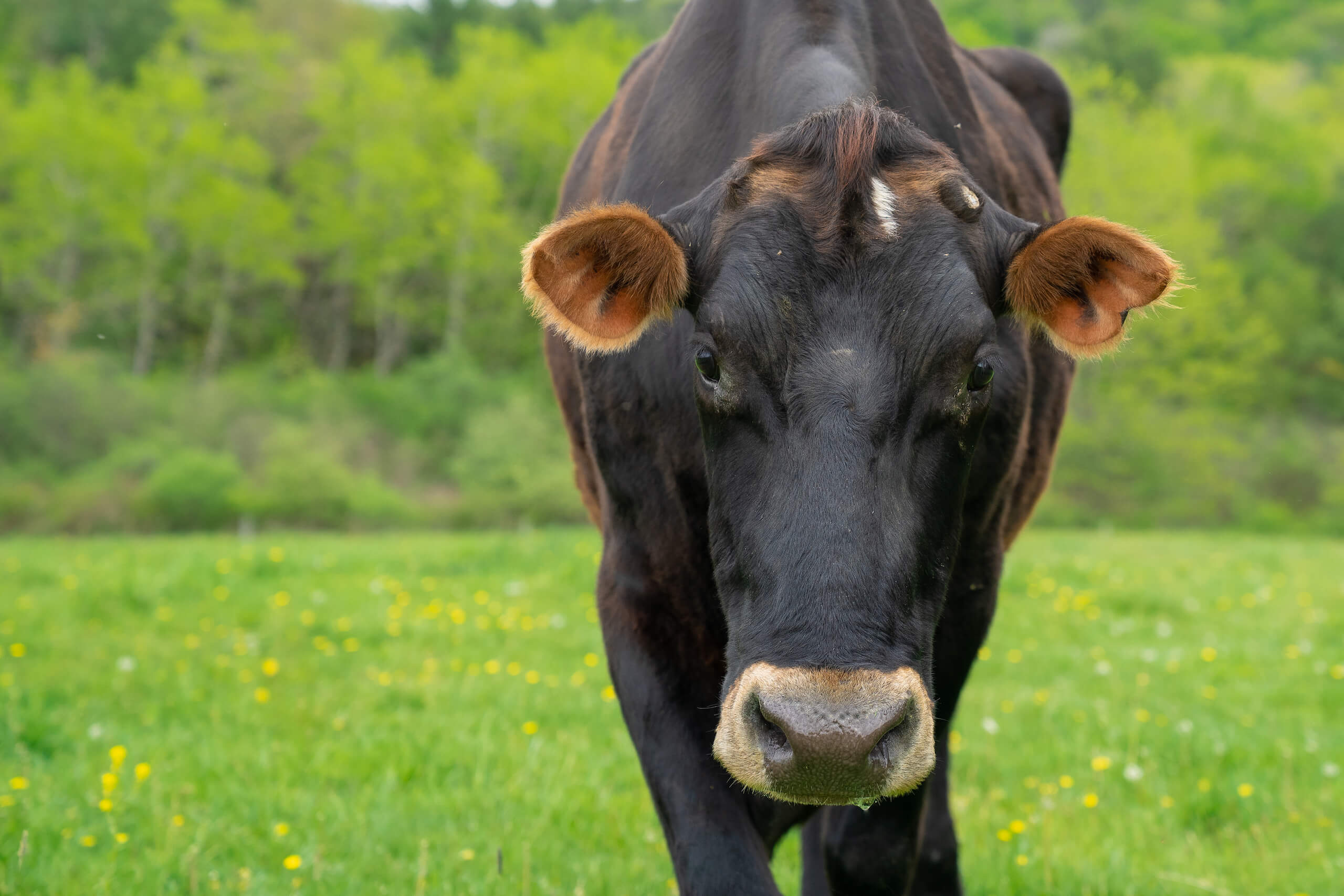 Lose the Herd Mentality About Sheep: They’re Actually Highly ...