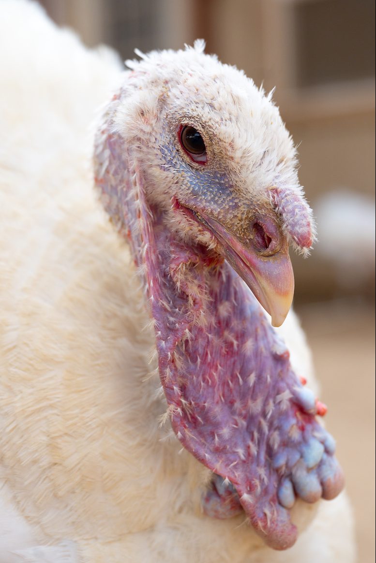 Adopt a Turkey - Farm Sanctuary