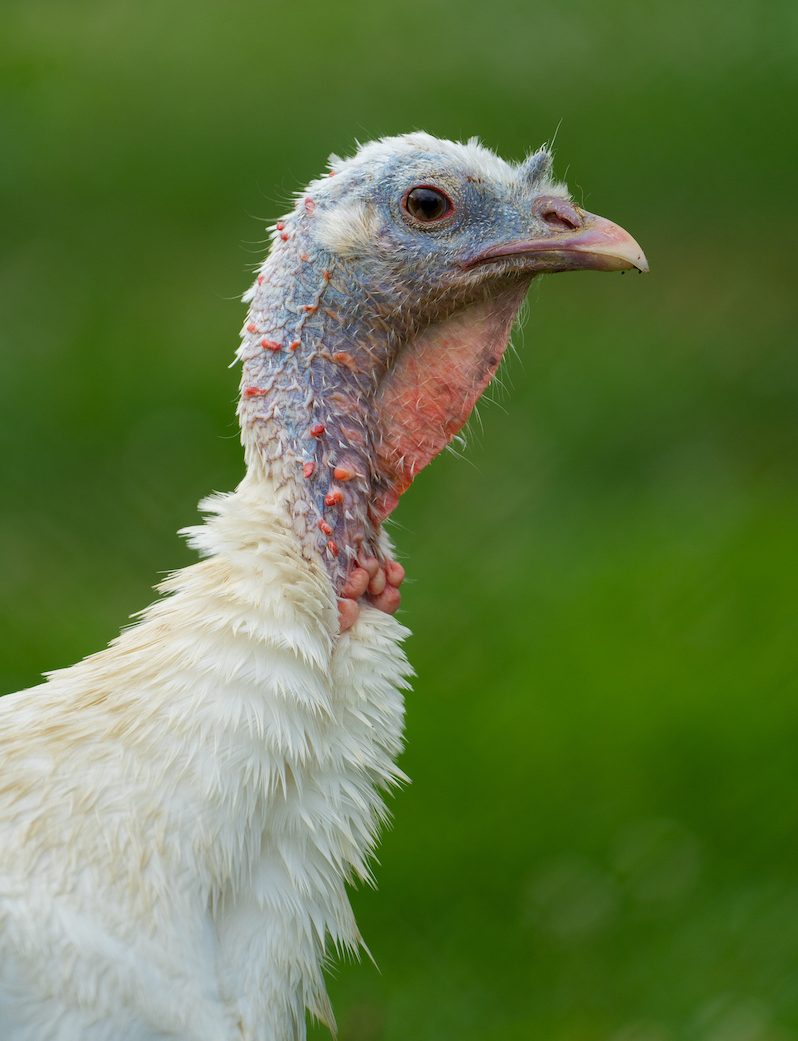 Adopt a Turkey - Farm Sanctuary