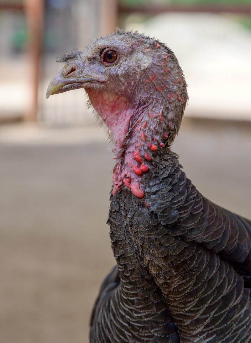 Adopt a Turkey - Farm Sanctuary