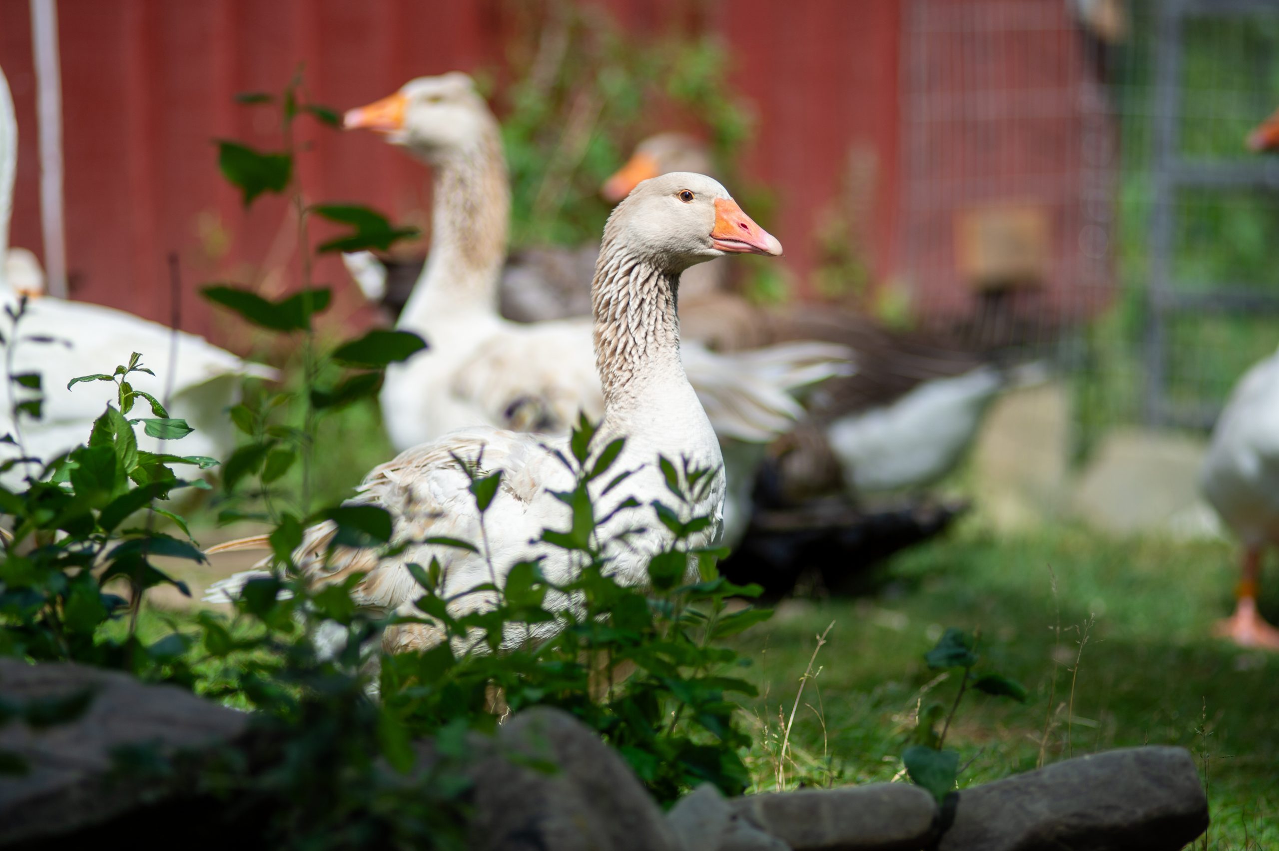 Adopt a Farm Animal: Lisa - Farm Sanctuary