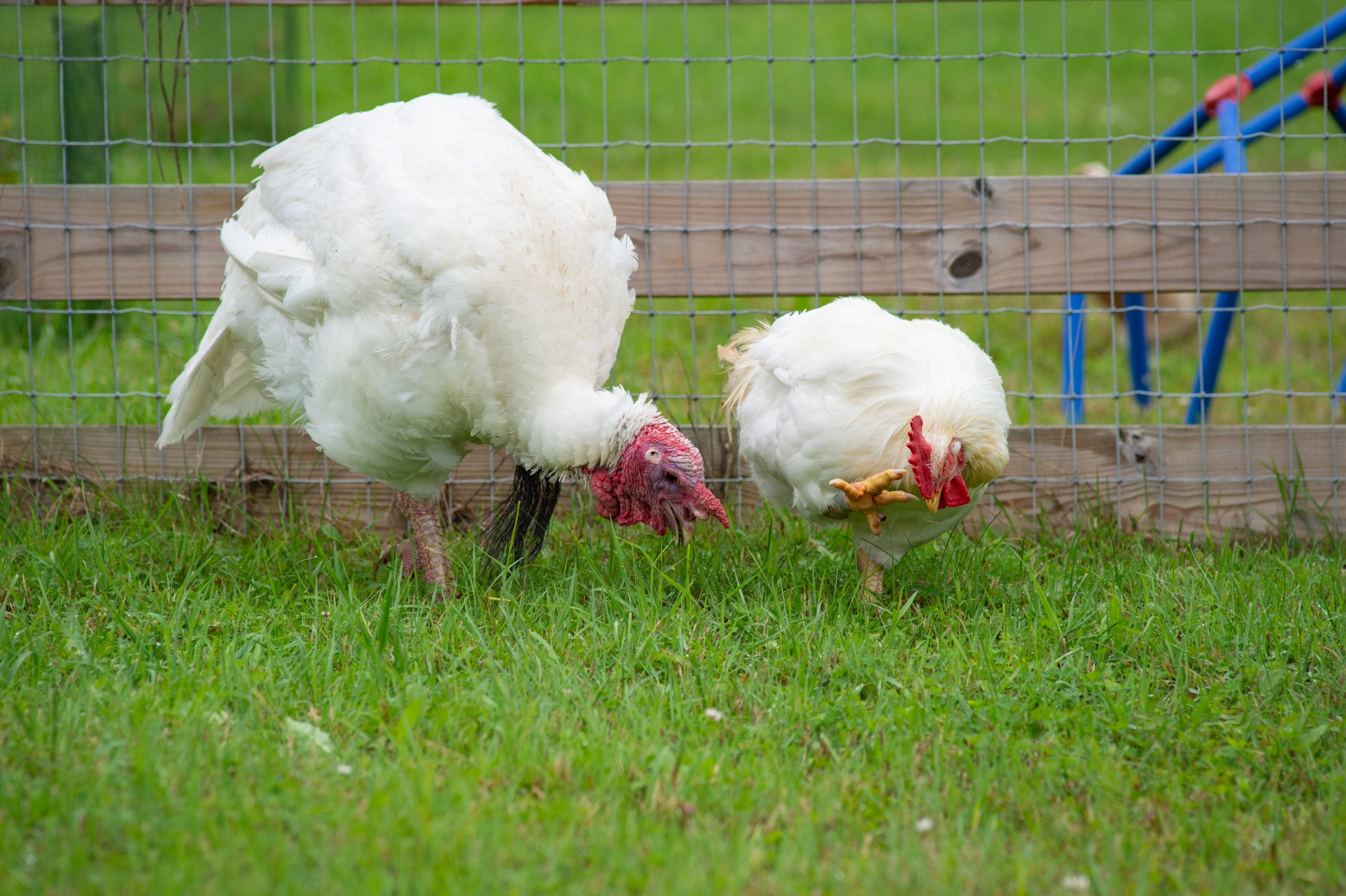 This Strutting Turkey Would Not Be Upstaged By His Charming Rooster Friend