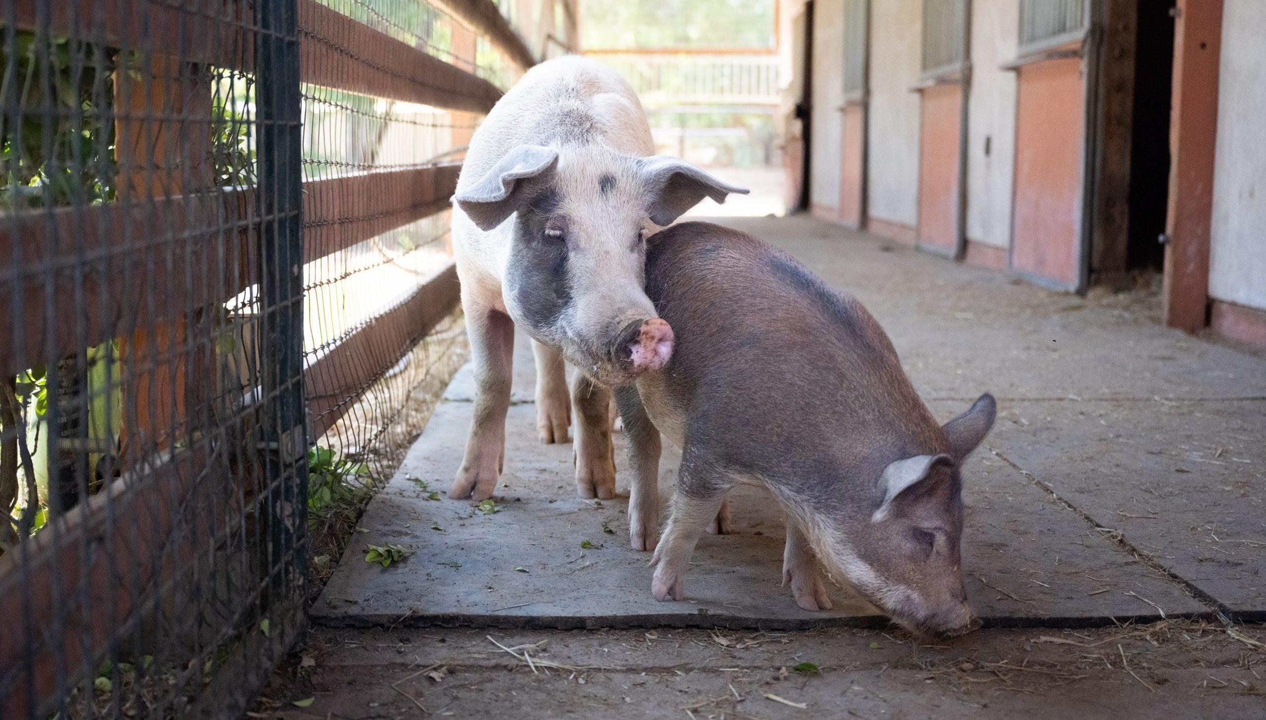 Farm Sanctuary | We Envision a World Where Sanctuary Replaces Exploitation