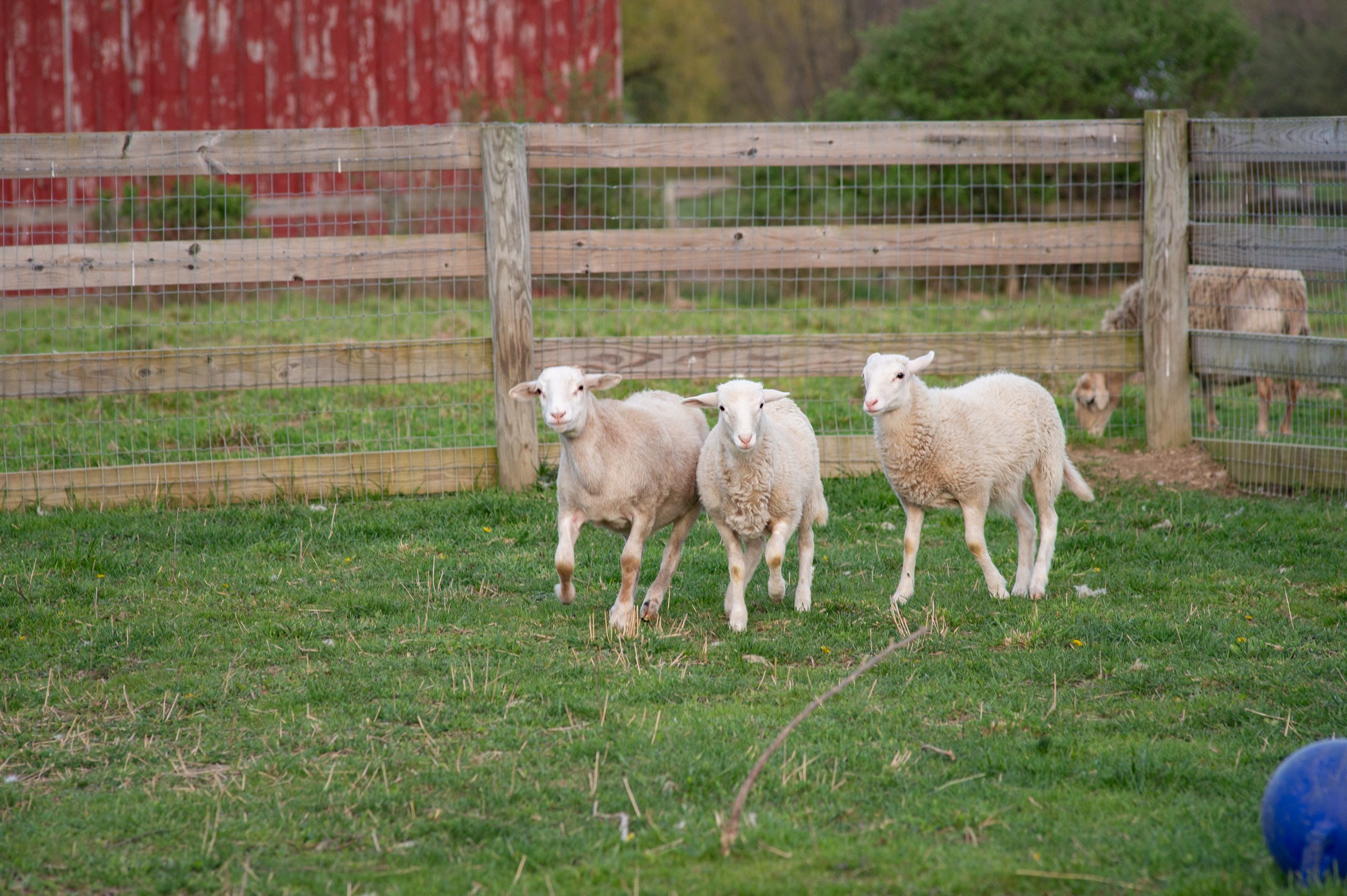 Farm Sanctuary | We Envision a World Where Sanctuary Replaces Exploitation