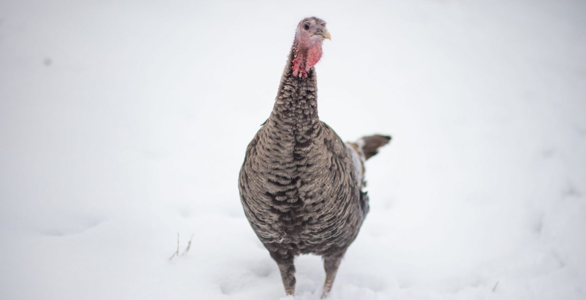 Julie Turkey Is Loving Her First Winter of Sanctuary